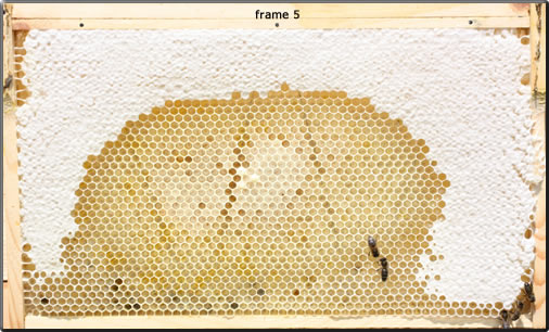 Brood 2: Brood patterns