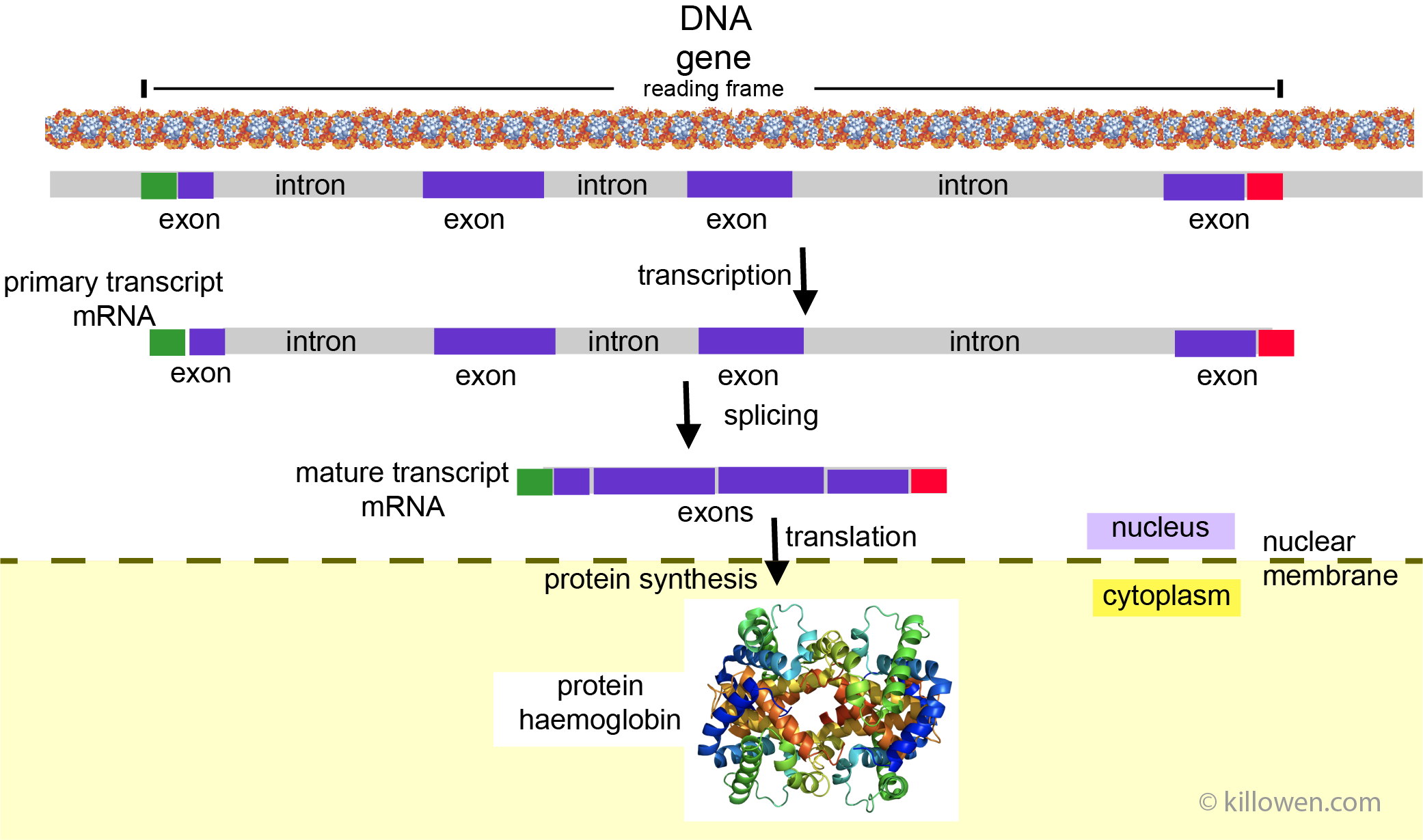 DNA Expression