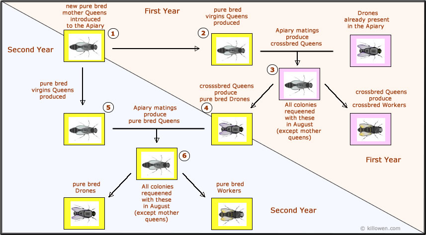 Requeening the Apiary